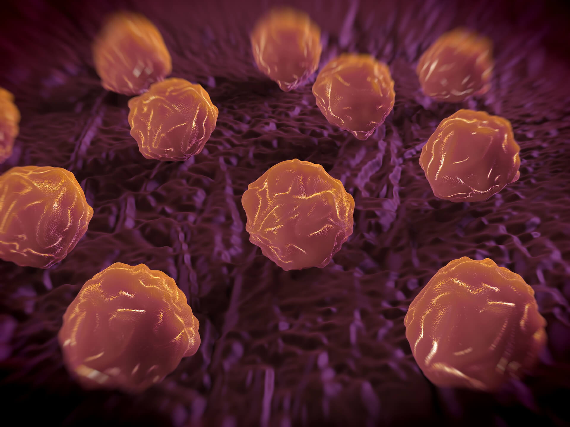 How Do Bone Marrow Stem Cells Work In The Body Richard Kim Medicine